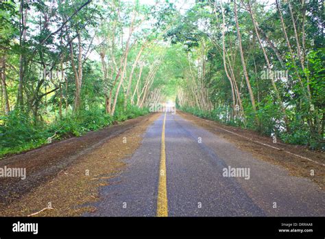 Road Under Green Tree Tunnel In Park Stock Photo Alamy