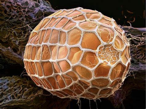 Sacred Geometry Definition Jain 108 Academy