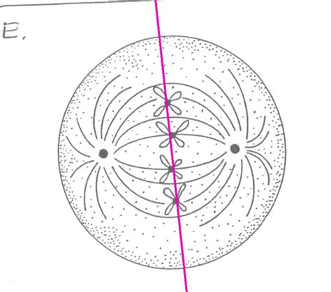 Biology Cell Cycle Quiz Flashcards Quizlet