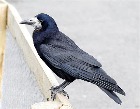 Rook At Slimbridge Wetland Centre Gloucestershire England 22may2019 Arp Rook Bird