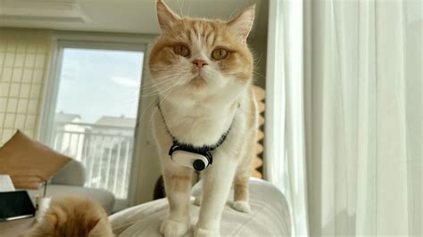 고양이에게 카메라를 달았더니 강아지 얼굴만 엄청 찍어왔어요ㅋㅋㅋㅋ고양이 1인칭 Youtube