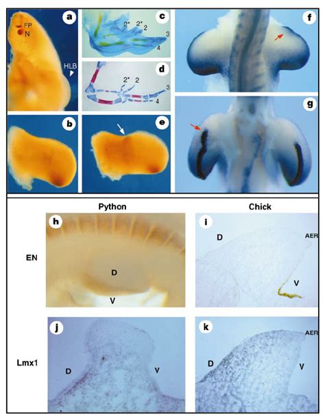 Polarizing Activity And Dorsoventral Polarity In Python Hindlimb Buds