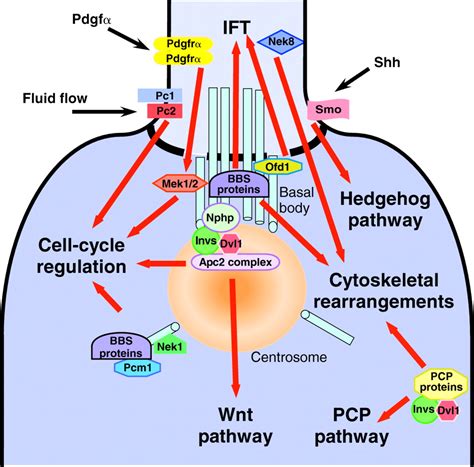 The Powerful Immune Synapse