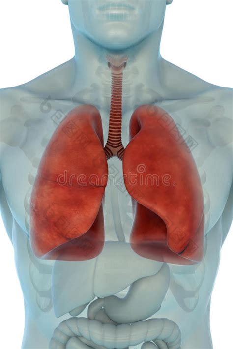 人体呼吸系统横截面头部 包图企业站