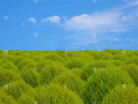 绿色的可可花在晴朗的天空素材 花瓣网