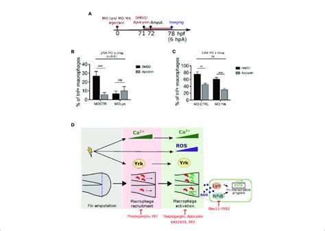 Ros Interact With Lyn But Not Yrk To Mediate Macrophage M1 Like