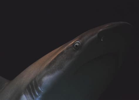 Premium Photo Close Up Of Lizard