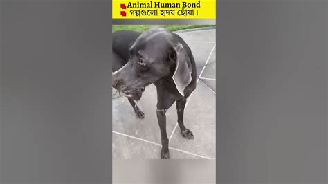 এই কুকুরটির ব্ল্যাকমেলিং দক্ষতা মানুষকেও হার মানাবে🐶 Facts Youtube