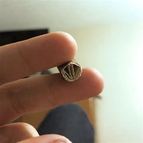 I Tried To Make The Filter Look Like A Leaf Howd I Do R Trees