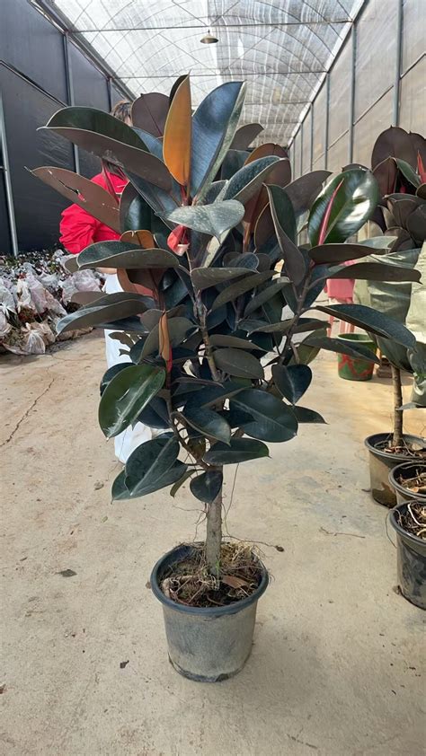 Ficus Elastica Buy Product On Yihe