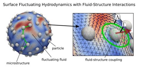 Surface Fluctuating Hydrodynamics With Fluid Structure Interactions To Download Scientific
