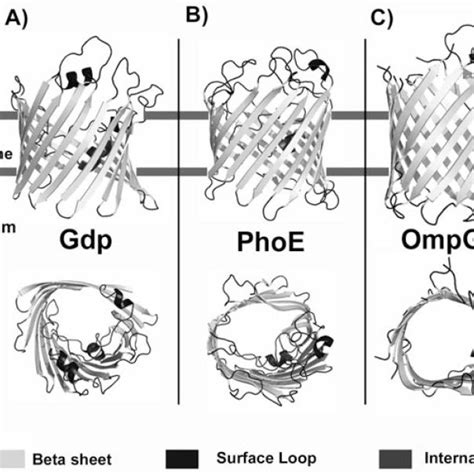 Three Dimensional Structure Of The Porin Ompf From Escherichia Coli Download Scientific
