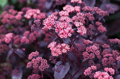 Sedum Purple Emperor Sedum Telephium Purple Emperor Care Travaldos