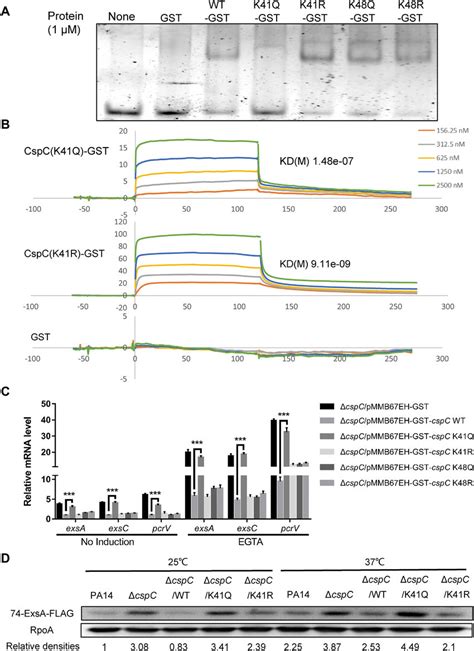 The Acetylation Of CspC Influences Its Function In Controlling The Download Scientific Diagram