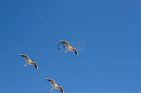 海鸥在蓝天空中飞翔鸟儿高清图片下载 正版图片506271819 摄图网