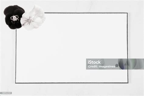 장례식 애도 카드 흰색 대리석 배경에 꽃잎 뿔 팬지 고립 근처 빈 프레임 감사 감정 칭찬 카드 인사말 애도 프레임 0명에 대한 스톡 사진 및 기타 이미지 Istock