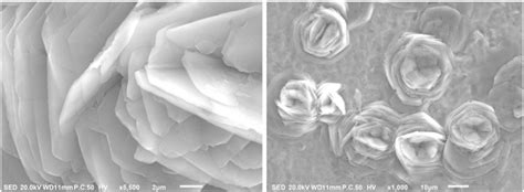 Rosette Formations Found On Ti Specimen Etched For 1 Hour Using