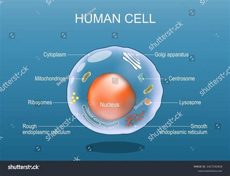 Human Cell Diagram Structure Cell Diagram Human Stock Illustrations