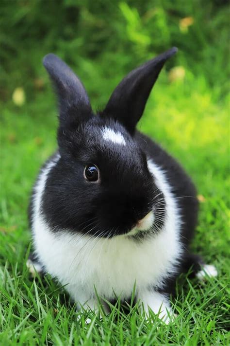 Rabbit Training 101 Can Rabbits Be Litterbox Trained