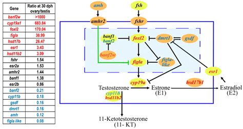 Master Key Regulators Of Sex Determination In Fish And Other