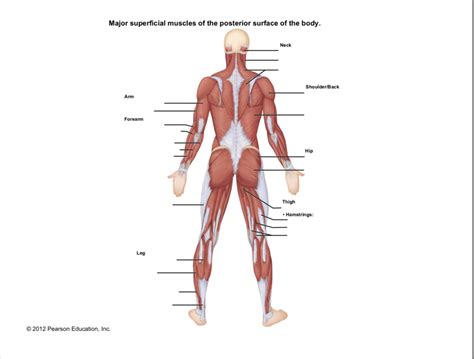 Anatomy Muscle Posterior Diagram Quizlet