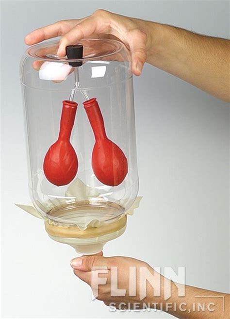 Functioning Lung Model Use This Link To Build A More Sturdy Model Biology Teacher Science