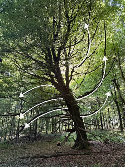 The Meaning Of Tree Branches The Natural Navigator