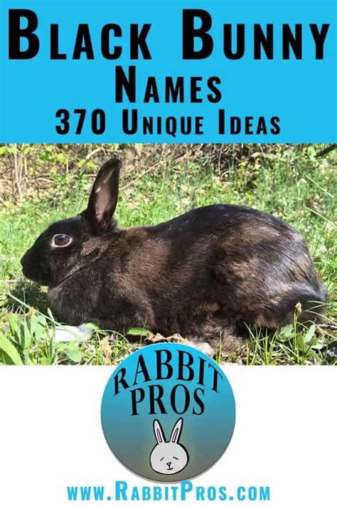 1 000 Popular Rabbit Names And 832 Youve Never Heard Before