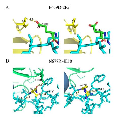 Comparison Of Interactions Between Mutated Epitopes In The Mper And The
