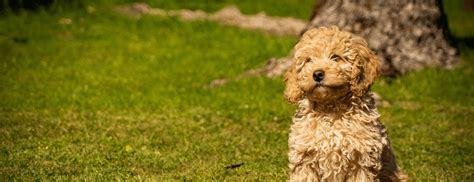 Caniche Toy Información Completa Cacttus