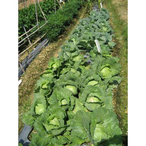 Kubis Besar Tahan Panas Biji Benih Shopee Malaysia
