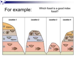 Fossils And Rock Layers PPTX Geology Science