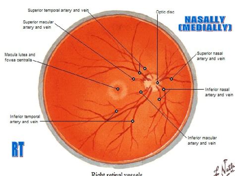 Retina And Optic Disk