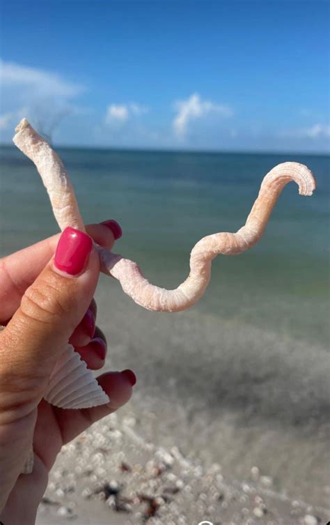 Exploring The Enigmatic Florida Worm Snail In The Ten Thousand Islands Treasure Seekers Shell