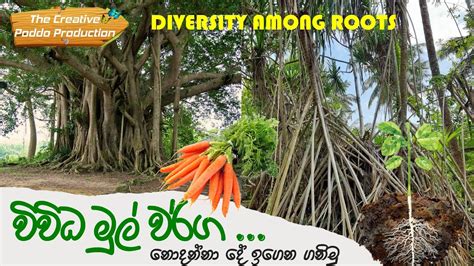 කරු මුල් කයිරු මුල් සංචිත මුල් ගැන ඉගෙන ගනිමු Youtube