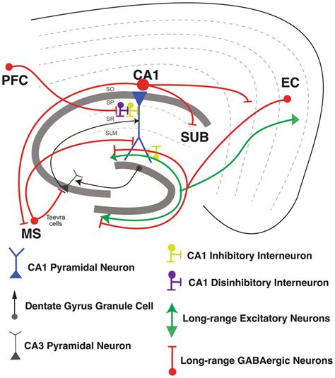 long range inhibitory projections circuits in the hippocampus