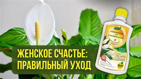 Женское счастье как ухаживать за спатифиллумом Youtube