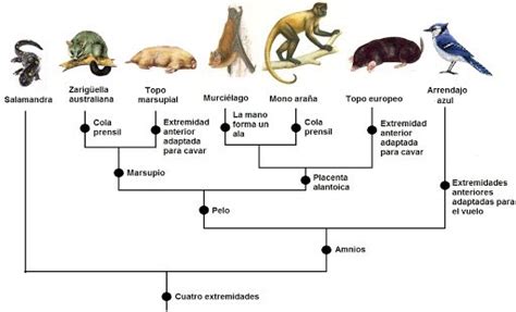 árbol Genealógico De Los Primates Árbol De Evolución Humana De La