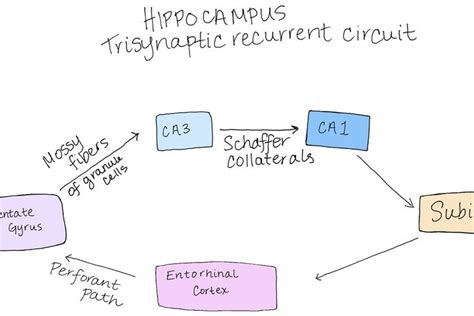 Hippocampus Trisynaptic Recurrent Circuit Diagram