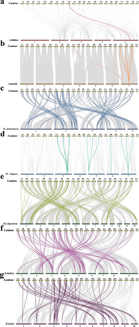 Collinearity Analysis Of Taring Zf Genes A Colinearity Analysis Of