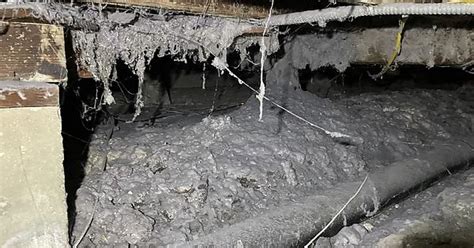 Things Seen This Week During Structural Assessments Album On Imgur