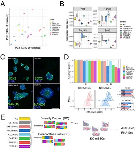 Figure 1 From Mapping The Effects Of Genetic Variation On Chromatin State And Gene Expression