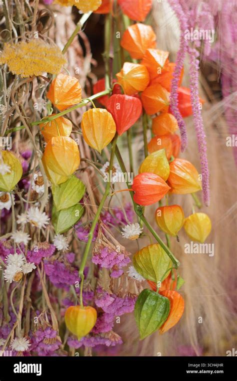 Hanging Dried Flower Display With Chinese Lantern Plant Physalis