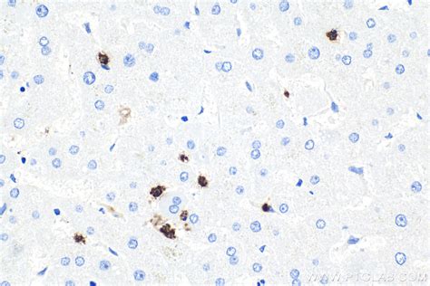 Mpo Antibody 66177 1 Ig Proteintech 武汉三鹰生物技术有限公司