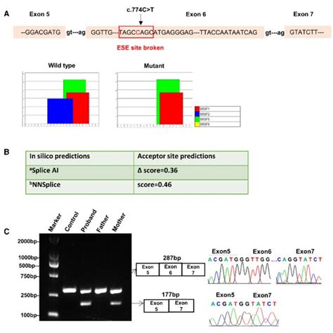 Antisense Oligonucleotide Partially Rescue The Exon Skipping Caused By Download Scientific