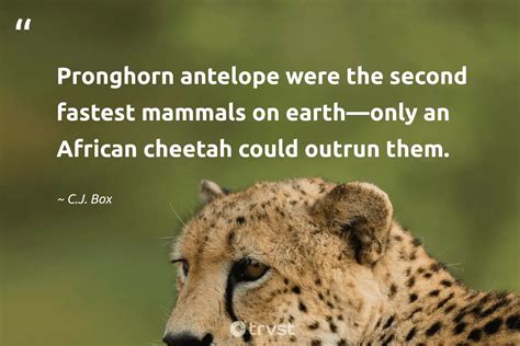 Cheetah Quotes Wallpapers Wallpaper Cave