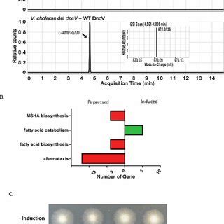 A LCMS Chromatogram Trace Corresponding To The Ion Extraction Of Download Scientific Diagram