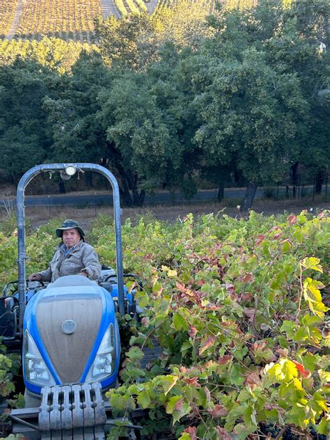 Harvest Season The Heartbeat Of The Paso Robles Wine Industry — Hawks