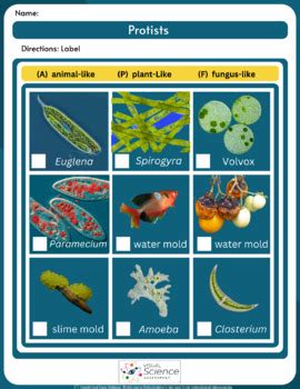 Visual Science Assessment Protist Identification And Anatomy TPT