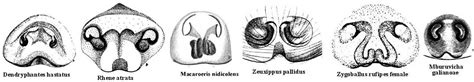 Dendryphantines